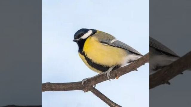 Почему синиц называют санитарами леса и сада?