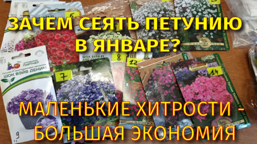 ЗАЧЕМ СЕЯТЬ ПЕТУНИЮ В ЯНВАРЕ?