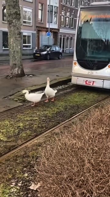 Гуси Рим спасли