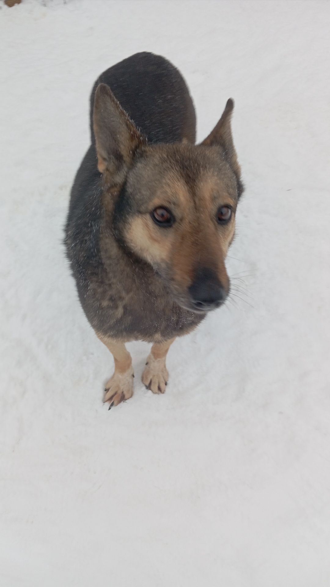 Маруся: "Как я теперь живу?" ❥ Приют в Малинках #приютдляживотных