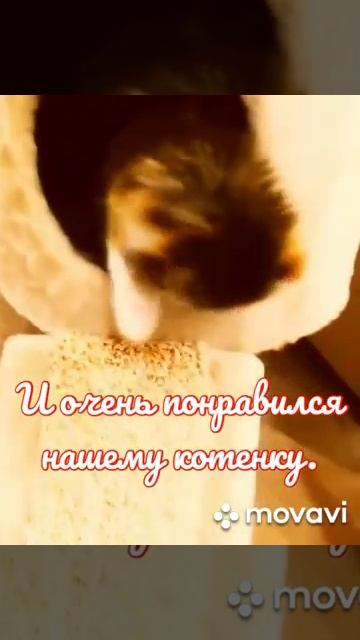 Котёнок получил свой домик.