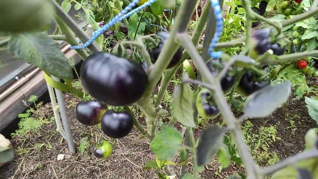 46-ДАЧА. 29.07.-01.08.21.в гостях у Светланы. Ежевика огонь..Дыня два✌огня🤣2 часть