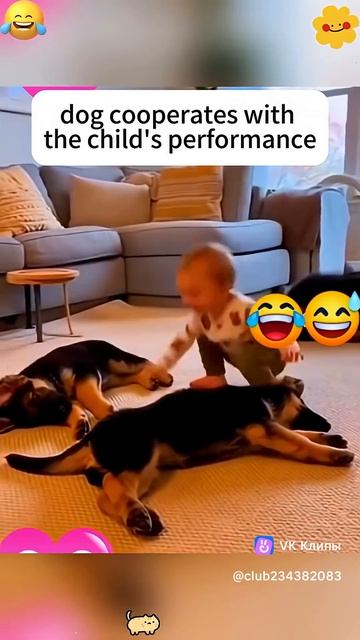 Приколы с животными