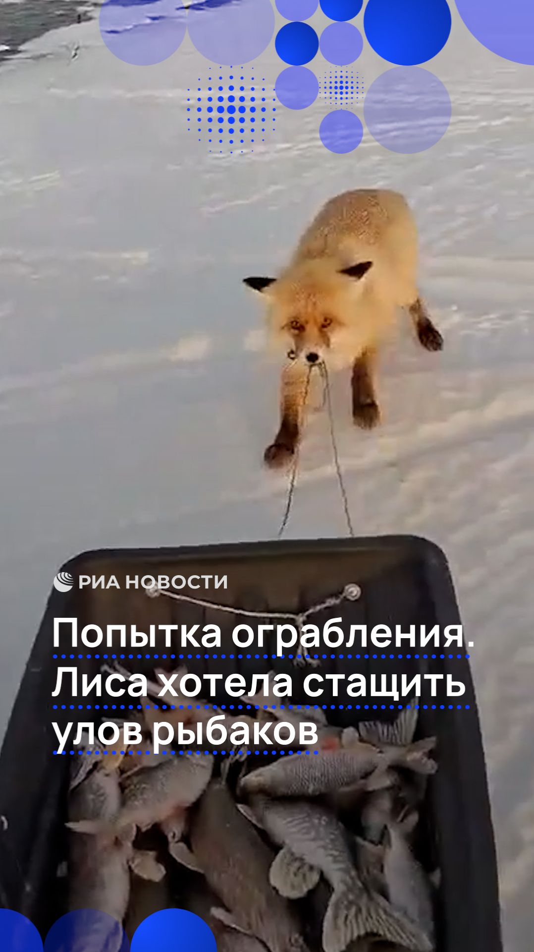 Попытка ограбления. Лиса хотела стащить улов рыбаков.