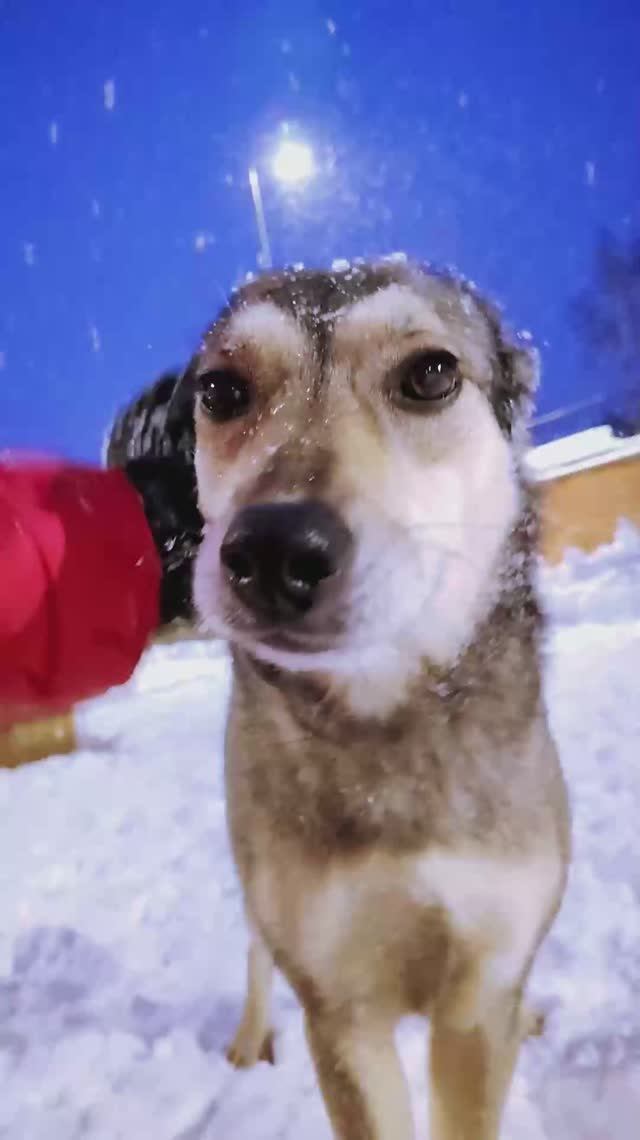 "Хлопья волшебства — лови!" ❥ Приют в Малинках #приютдляживотных