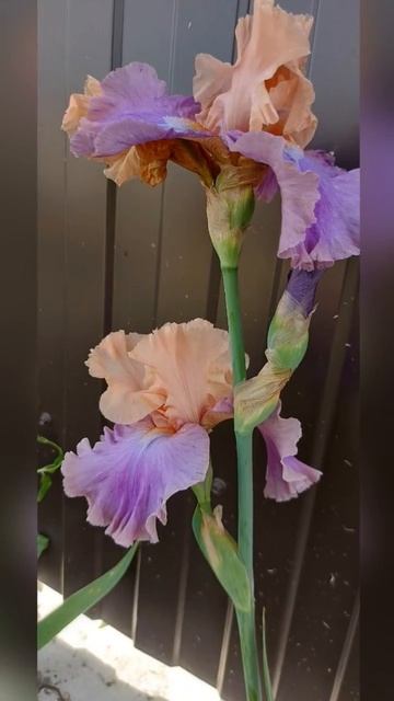 Наши Ирисы. Вспомним лето!