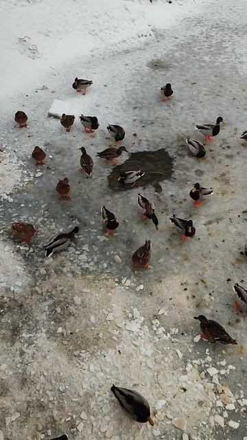 Утки в городе зимой!