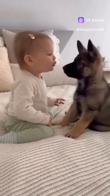 Приколы с животными