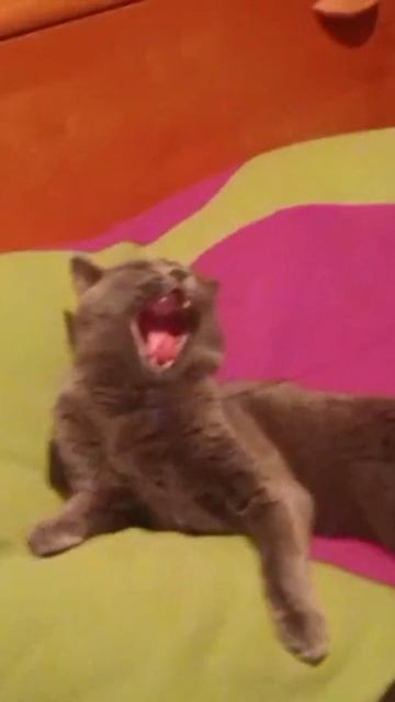 Кот Атос зевает #shorts #котатос #животные #коты #зевота