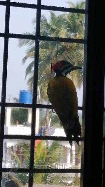 Дятел прилетел