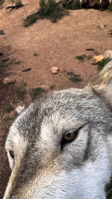 Я волчок, кусь за бочек