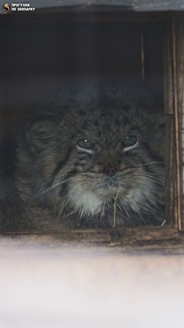 Манул Свэн лишний раз из домика не выходит. Ленинградский зоопарк