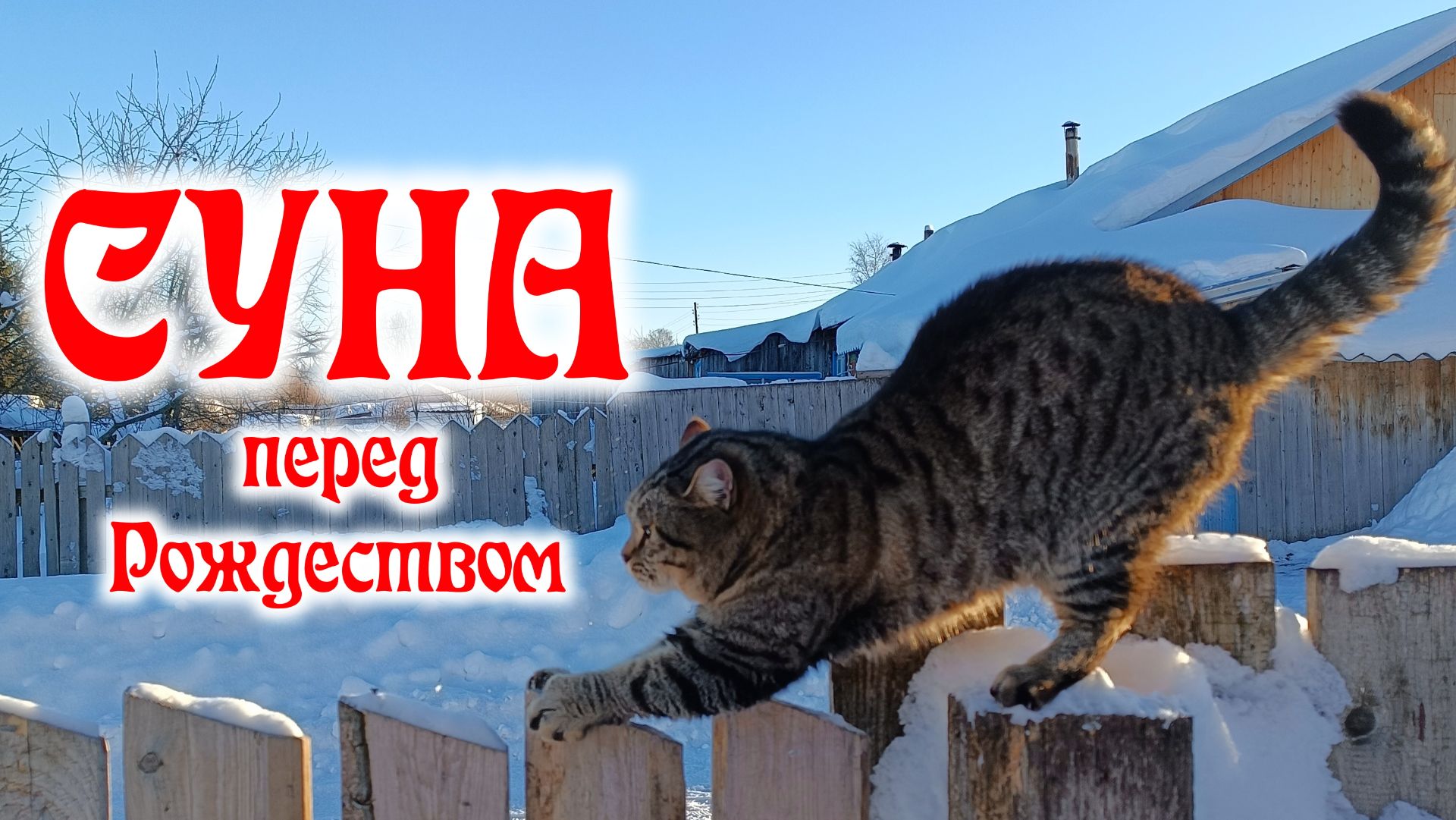 СУНА перед Рождеством. #43