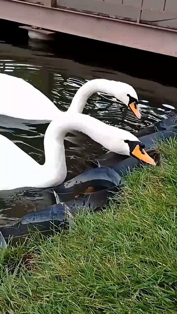 Лебеди и тройка