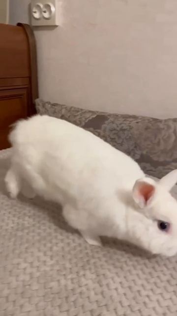 Несмотря на возраст Кролик Моти полон энергии🐰 Но сниматься ему уже не так нравится💔