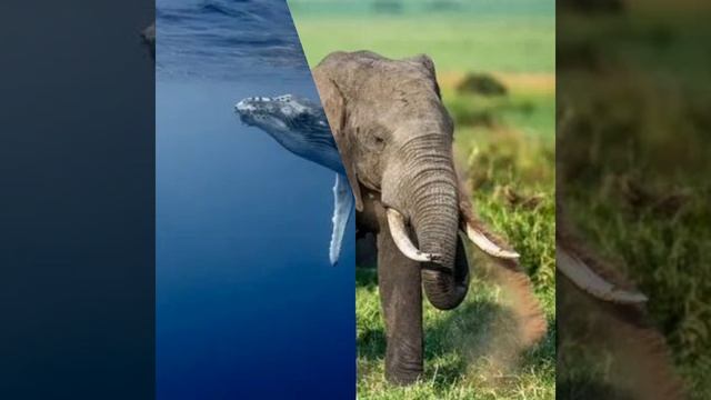 Кто сильнее кит или слон?