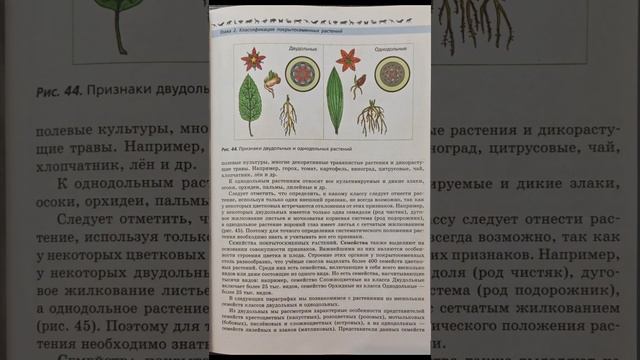 Биология 7 класс В.В. Пасечник. §11. Классификация покрытосеменных.