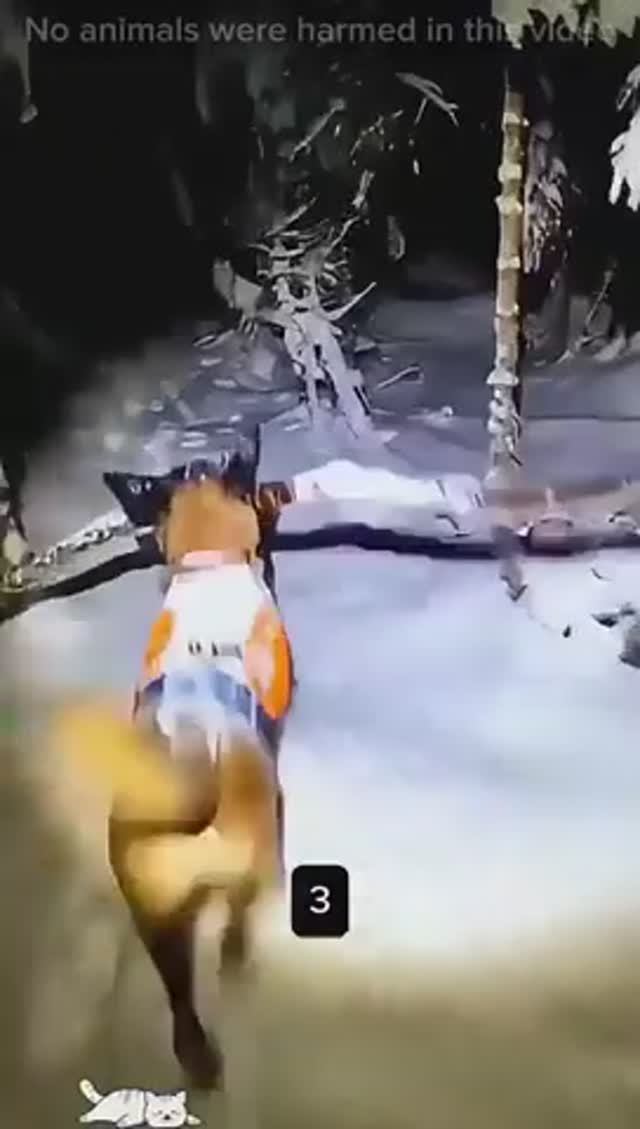 Собаки и палочки