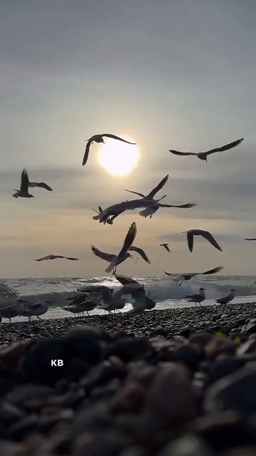 природа #музыка #рекомендации #katyboro #видео #клип #шорст #песня #топ #рек #врек #2026