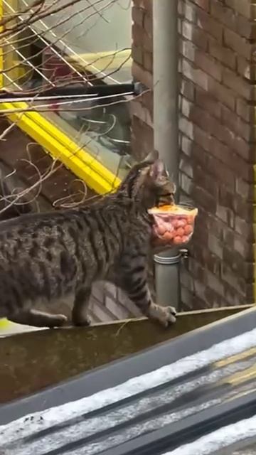 Дикий охотник