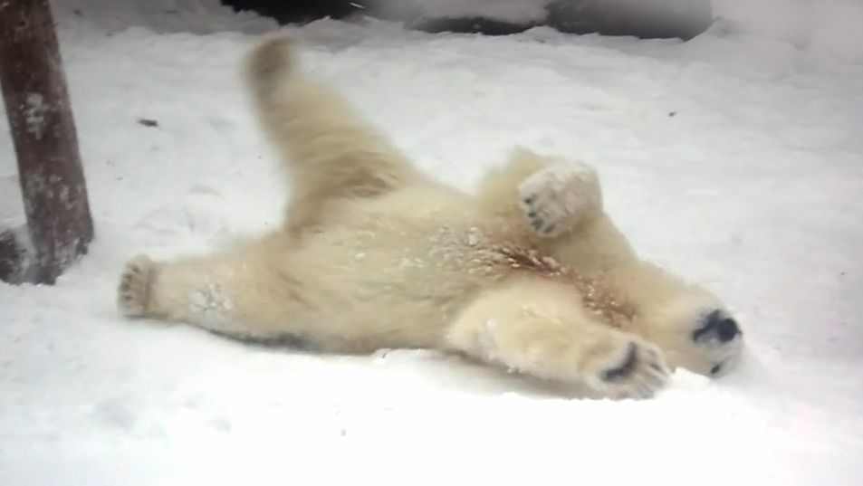 Медвежата Белка и Стрелка радуются выпавшему снегу и ветер, и пурга им нипочем!