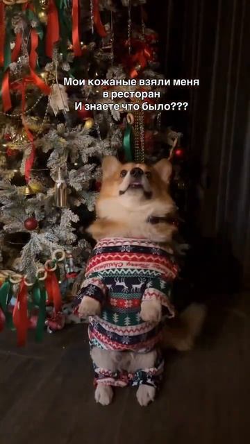 Попрошайка