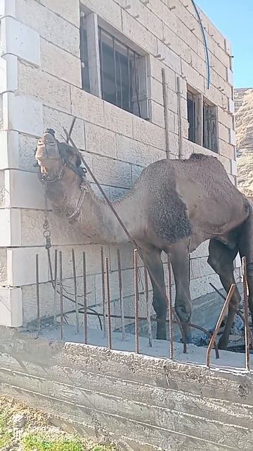 Тропарь святому Лаврентию Черниговскому