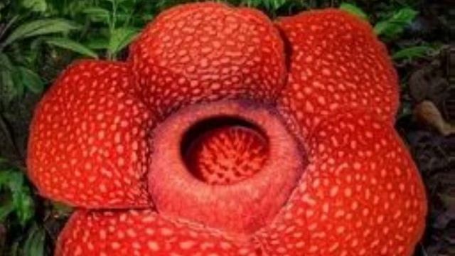 Цветок раффлезия