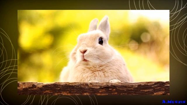 Stive Morgan - Albionics