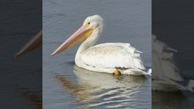 Зачем пеликану клюв с мешком