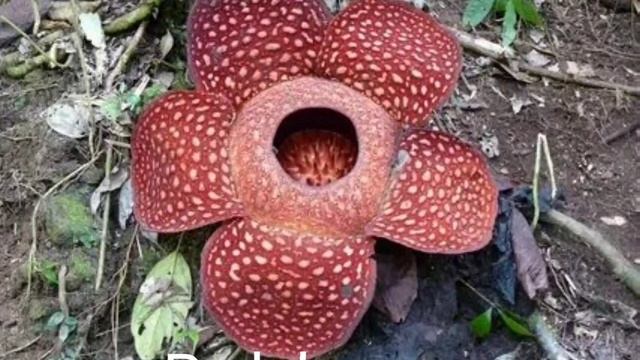 Рекорды растительного и животного мира