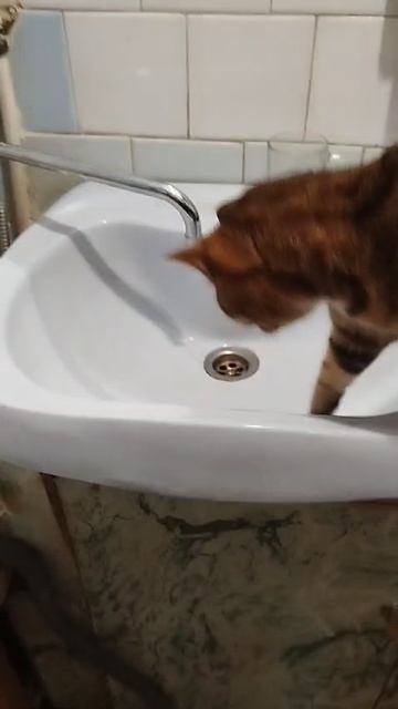 Возмутительно! Они опять не закрыли кран!