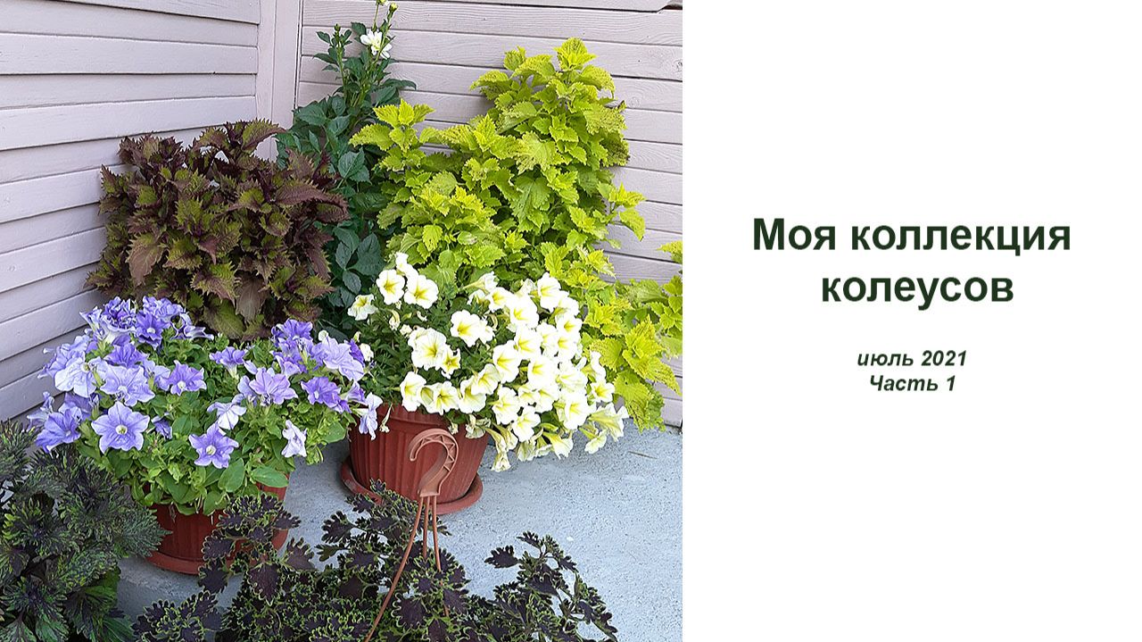 Колеусы - небольшая прогулка по саду. Июль 2021.