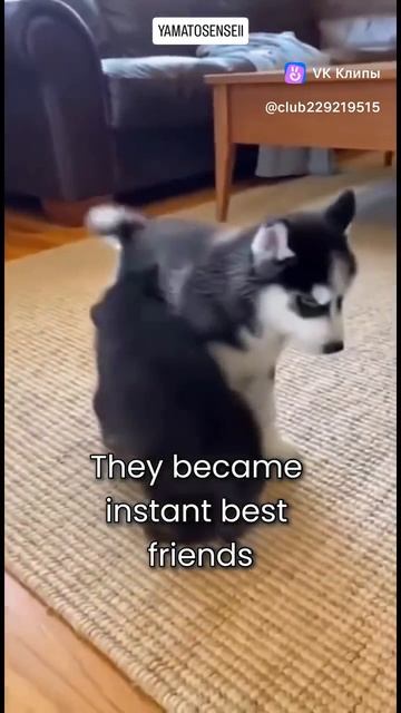 Приколы с животными