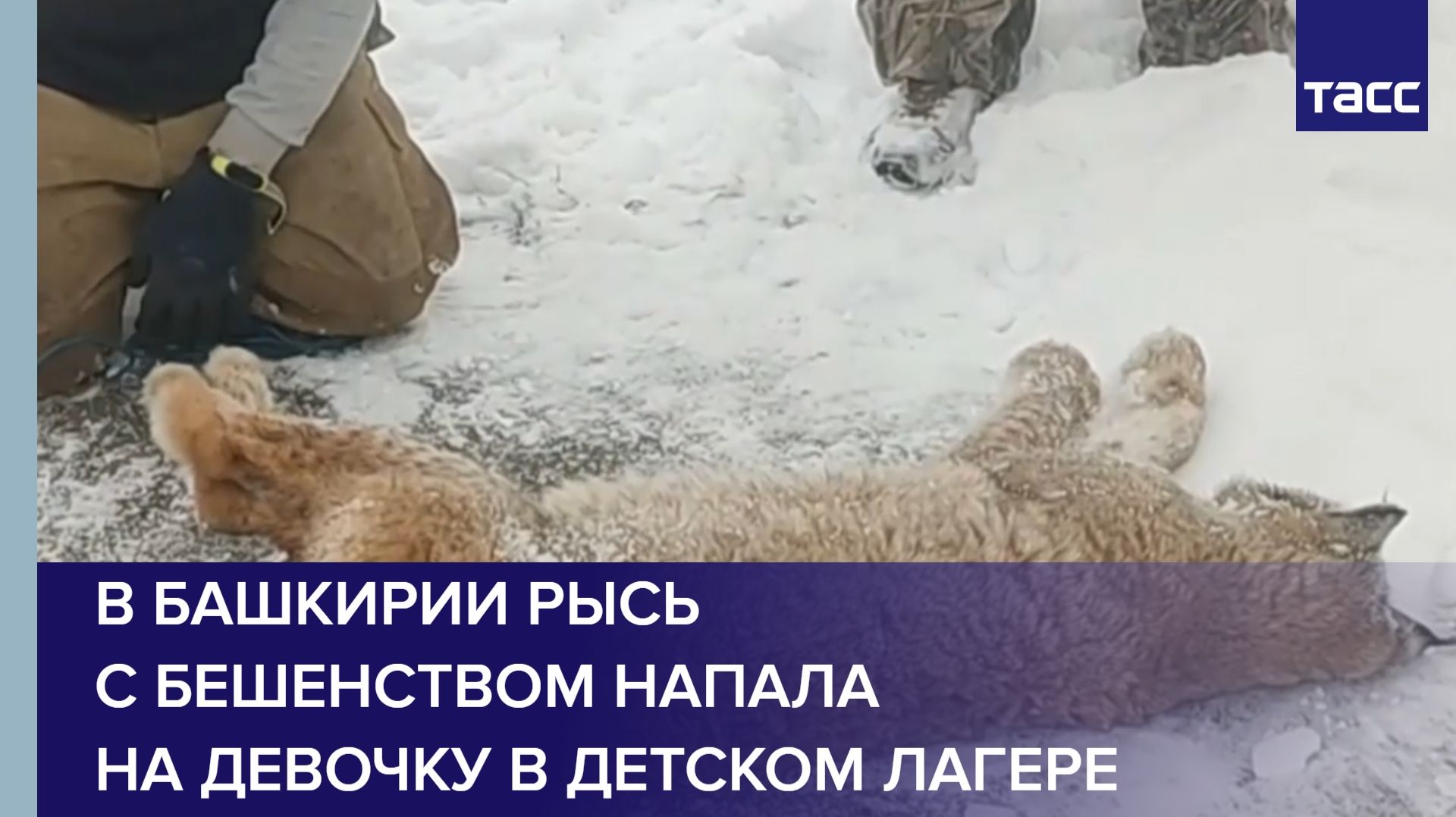 В Башкирии рысь с бешенством напала на девочку в детском лагере