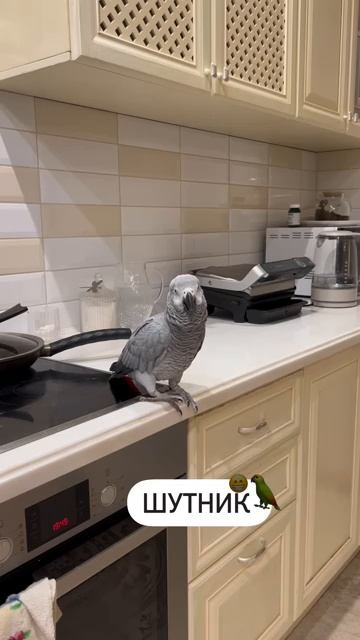 This Parrots Talking Skills Will Surprise You [get.gt]