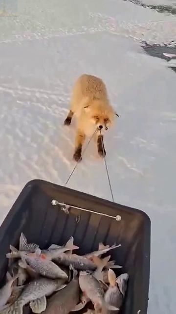 У рыбаков хитрая лиса утащила полный лоток с рыбой🦊