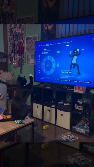 Вышла видеоинструкция по танцам для котов