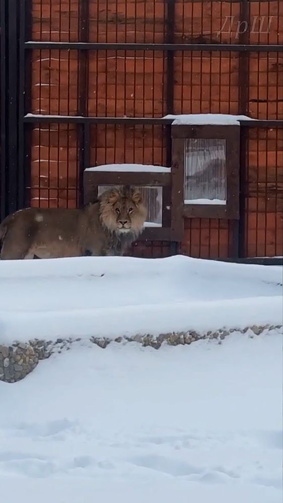 Лев ШЕРХАН. Со мною вот что происходит. #шерхан_тайган #шерхан #лев #lion #zoo #shortvideo