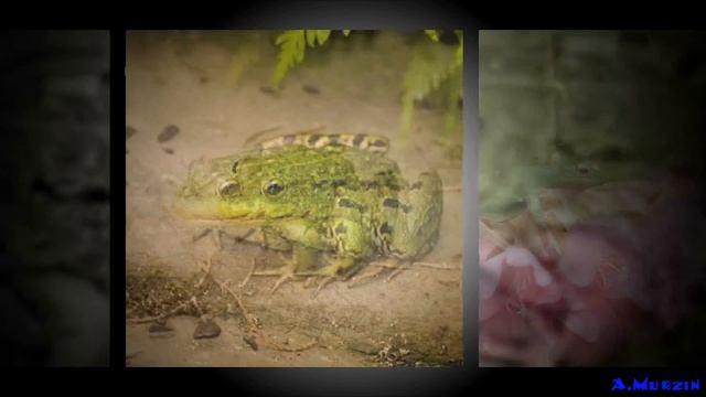 Stive Morgan - Mission Venus