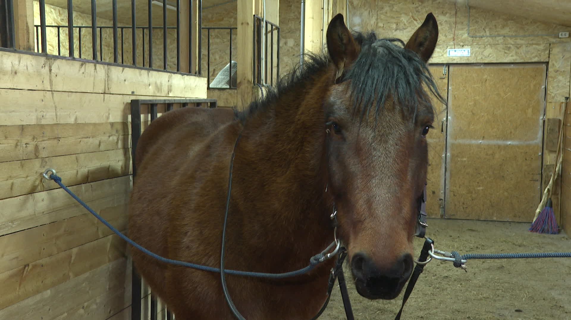 2026-й — год Лошади по восточному календарю