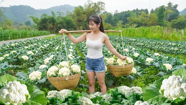 Собрала сочную зеленую цветную капусту на грядке и пошла продавать на рынок. Нхат. Вьетнам