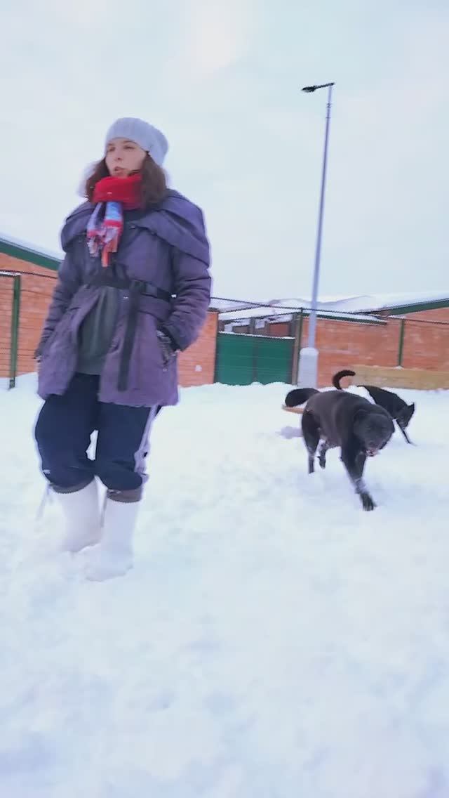 "До небес, смотри, запорошено..." ❥ Приют в Малинках #приютдляживотных