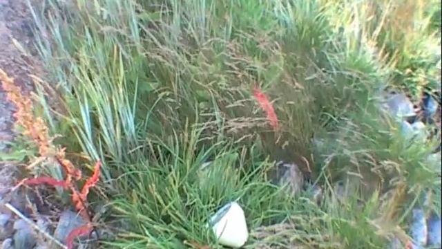 ©  "Остров Надежды. Надежды находка метеозонда" 2006