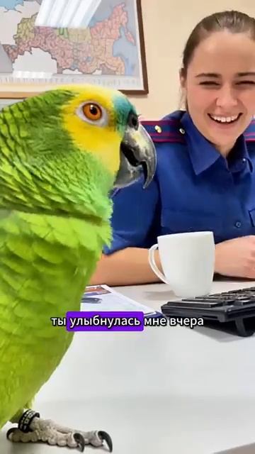 Вы задержаны за кражу Сердца sora2 viral funny попугай допрос [get.gt]