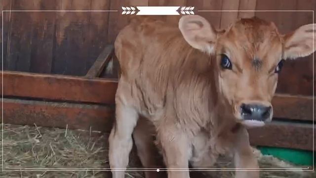 Наши животные