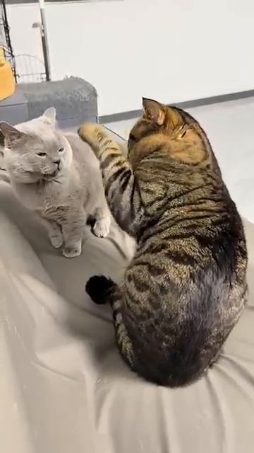 Life with Two Cats [get.gt]