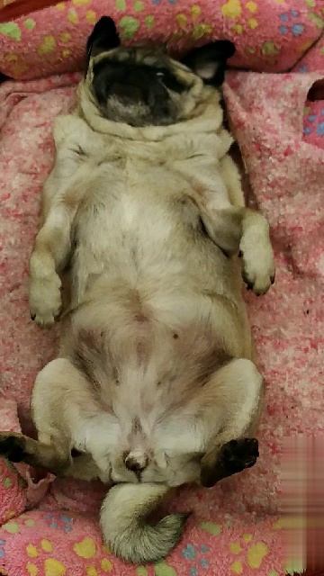 Капризный мопс