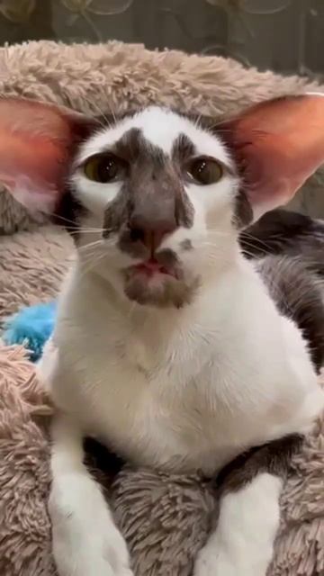 Ты зачем усы сбрил?