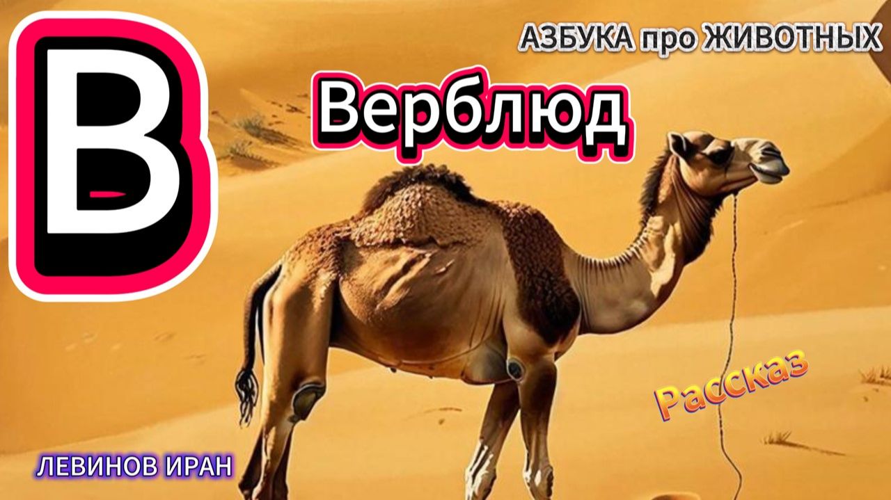 Алфавит Азбука Просто: Мир животных и птиц в алфавитном порядке. В. Верблюд. Автор поэт Левинов Иран